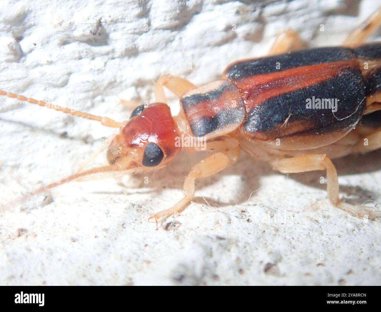 Shore Earwig (Labidura riparia) Insecta Stock Photo - Alamy