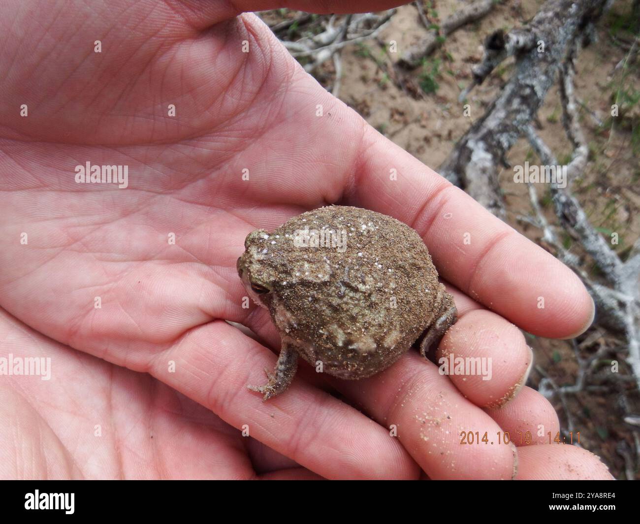 Common Rain Frog (Breviceps adspersus) Amphibia Stock Photo - Alamy