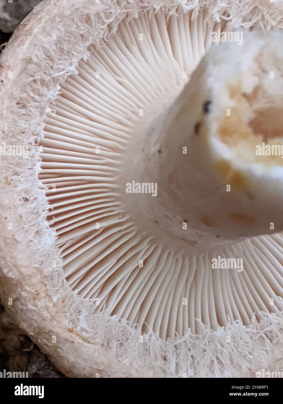 Woolly Milkcap (Lactarius torminosus) Fungi Stock Photo - Alamy