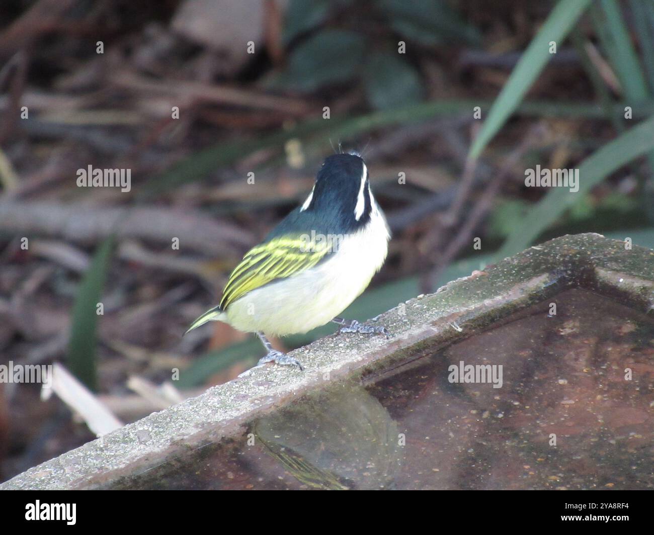 Pogoniulus bilineatus hi-res stock photography and images - Alamy