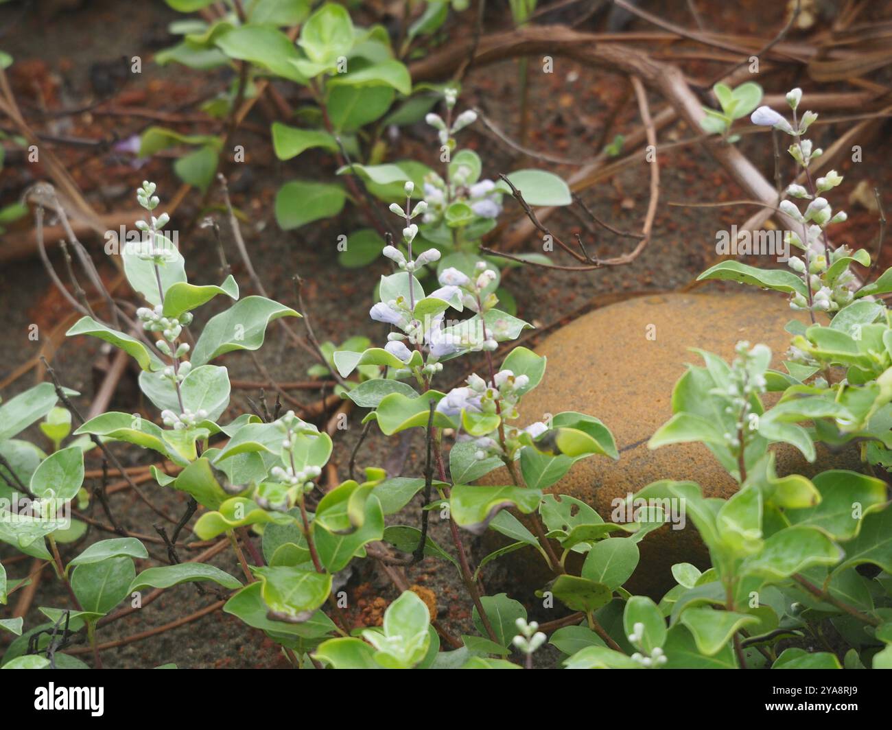 Beach Vitex (Vitex rotundifolia) Plantae Stock Photo - Alamy