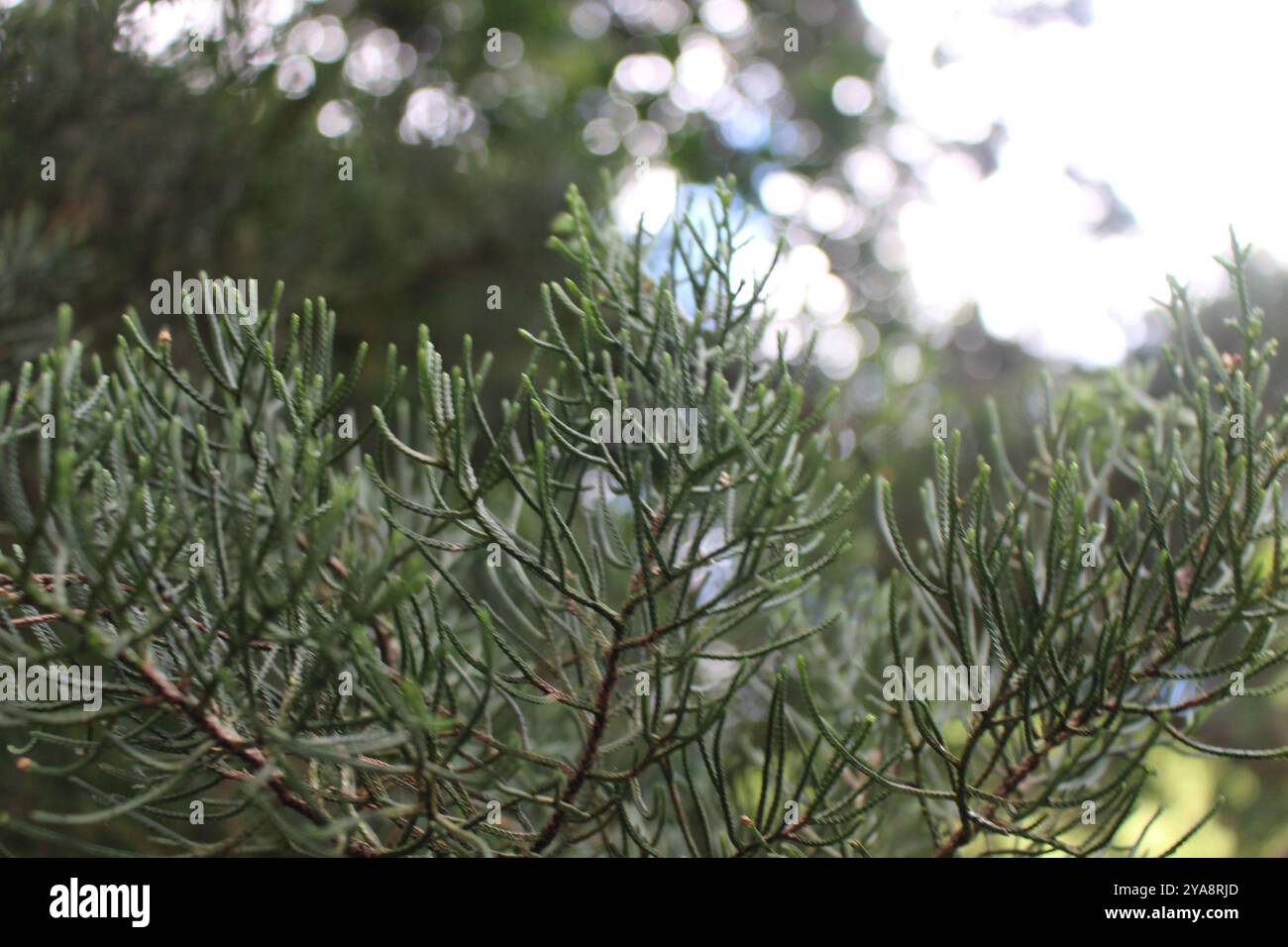 cedar of Goa (Hesperocyparis lusitanica) Plantae Stock Photo - Alamy