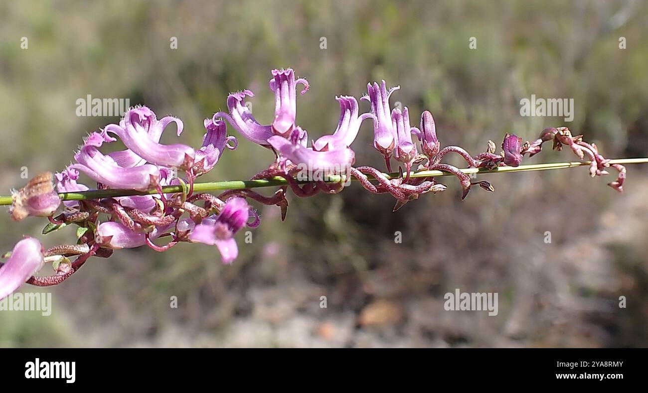 Finger Baroe (Cyphia digitata) Plantae Stock Photo - Alamy