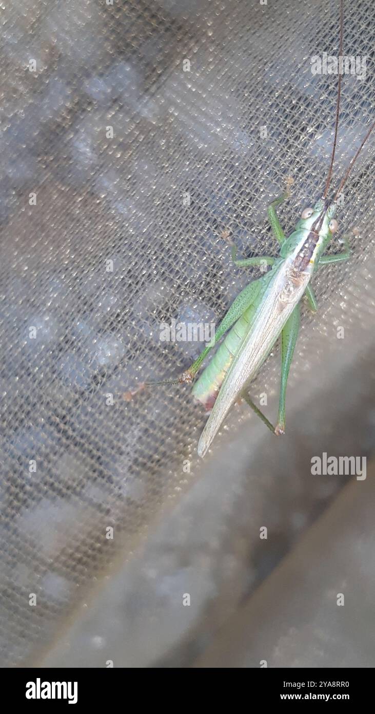 Long-winged Conehead (Conocephalus fuscus) Insecta Stock Photo - Alamy