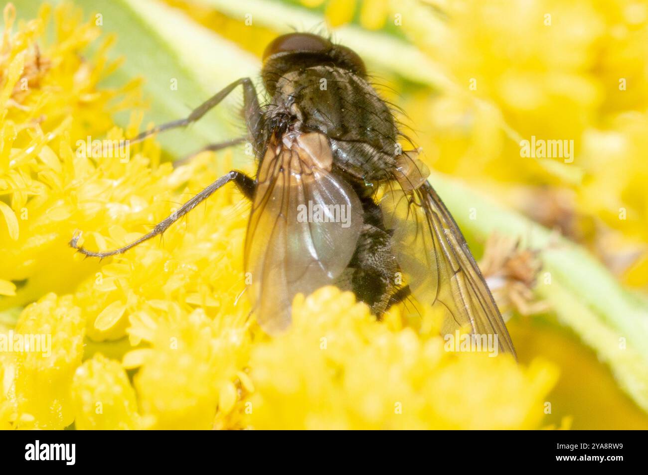 Bot Flies, Blow Flies, and Allies (Oestroidea) Insecta Stock Photo - Alamy