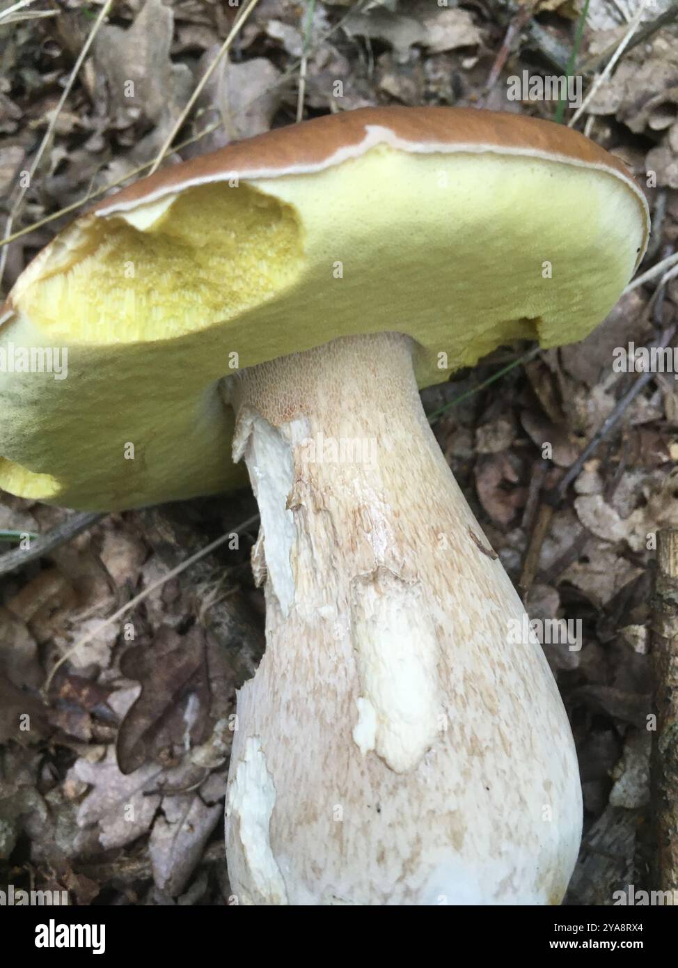 King Bolete (Boletus edulis) Fungi Stock Photo - Alamy