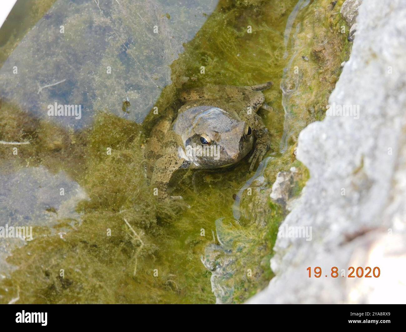 Italian Stream Frog (Rana italica) Amphibia Stock Photo - Alamy