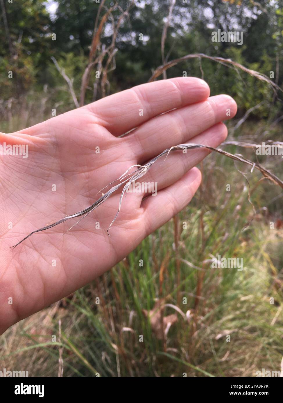 bluestems, lemon grasses, silvergrasses, and allies (Andropogoneae ...