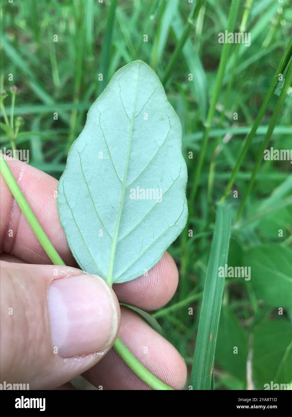 scarlet spiderling (Boerhavia coccinea) Plantae Stock Photo - Alamy