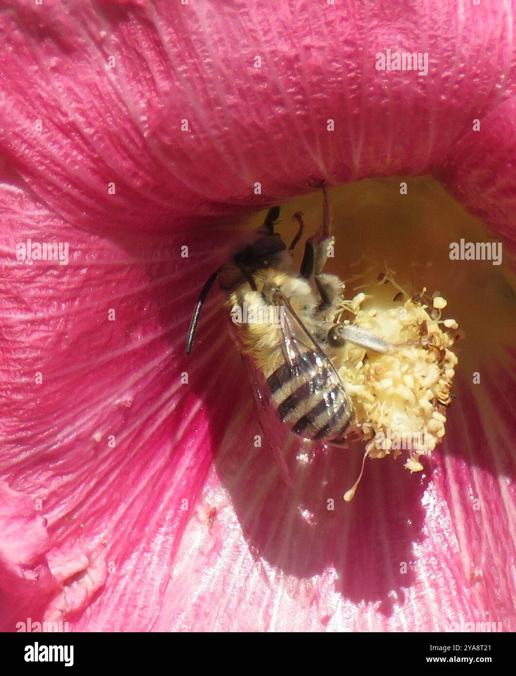 Urbane Digger Bee (Anthophora urbana) Insecta Stock Photo - Alamy