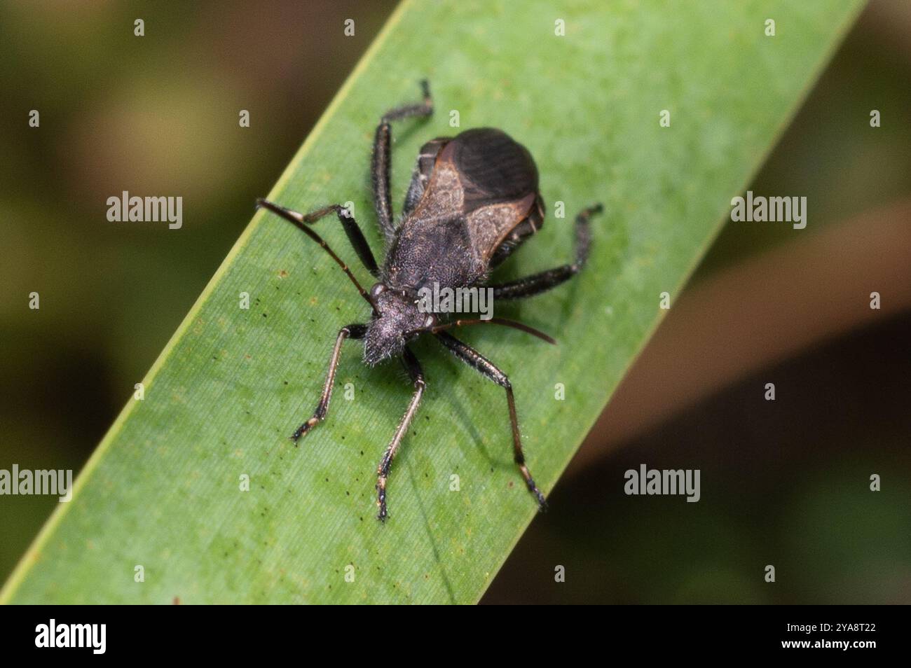 Broad-headed Bugs (Alydidae) Insecta Stock Photo - Alamy