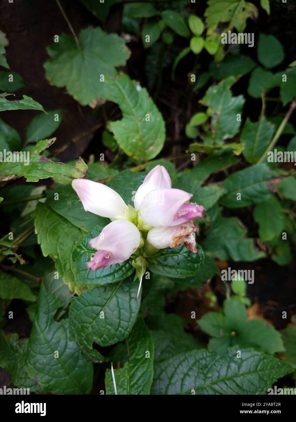 white turtlehead (Chelone glabra) Plantae Stock Photo - Alamy