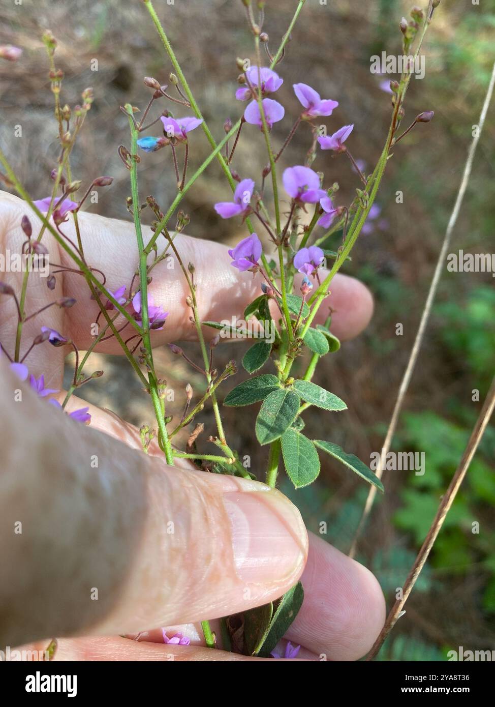 Little-leaf Tick-clover (Desmodium ciliare) Plantae Stock Photo - Alamy