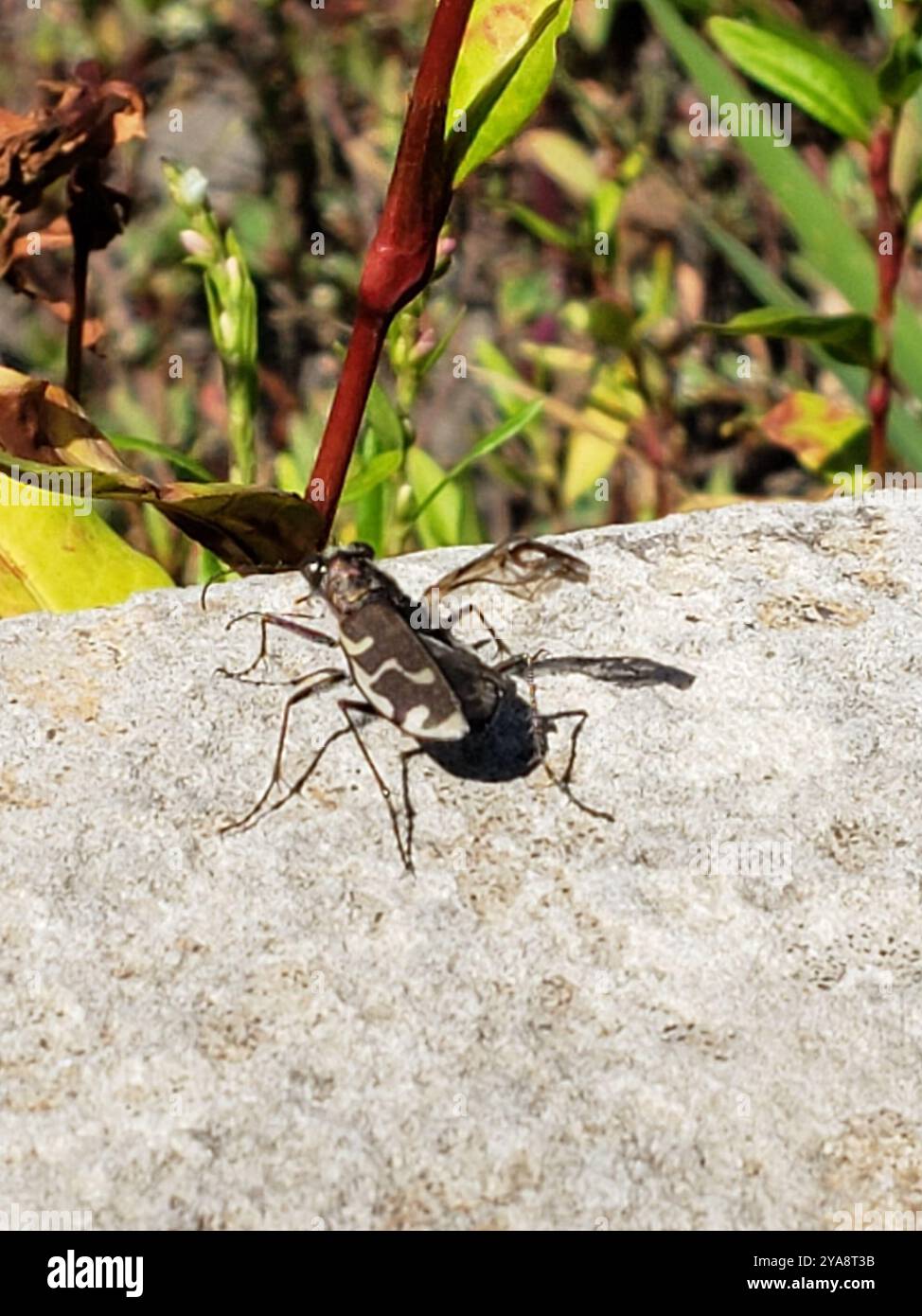 Bronzed Tiger Beetle (Cicindela repanda) Insecta Stock Photo - Alamy