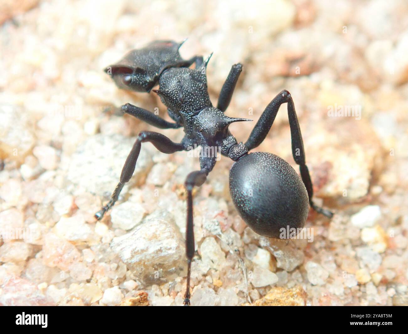 Common Giant Turtle Ant (Cephalotes atratus) Insecta Stock Photo - Alamy