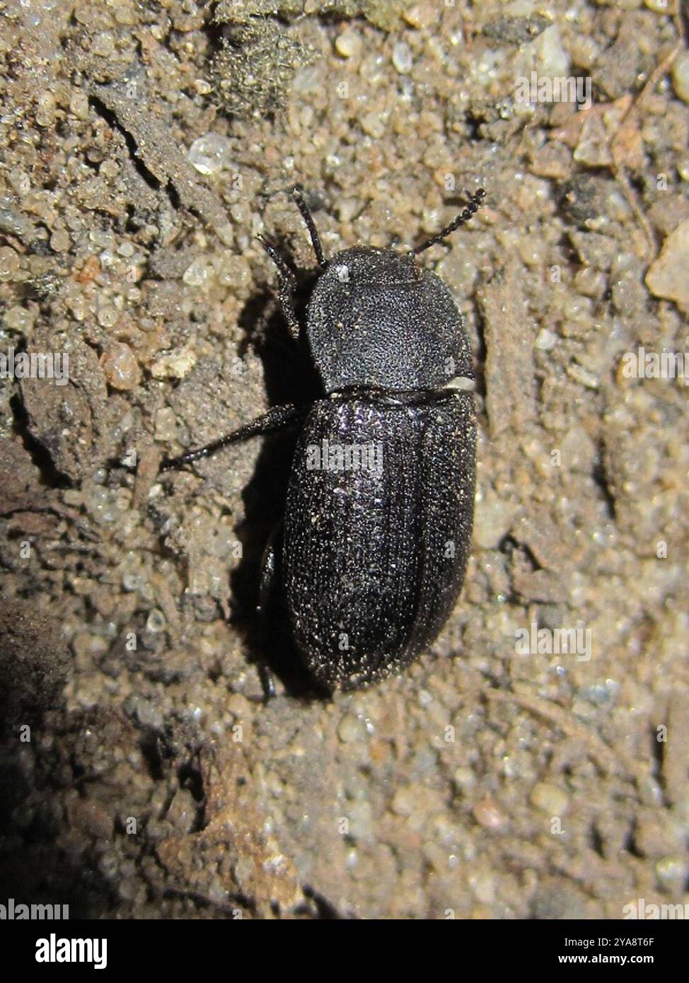 Dusty Surface Beetles (Gonocephalum) Insecta Stock Photo - Alamy