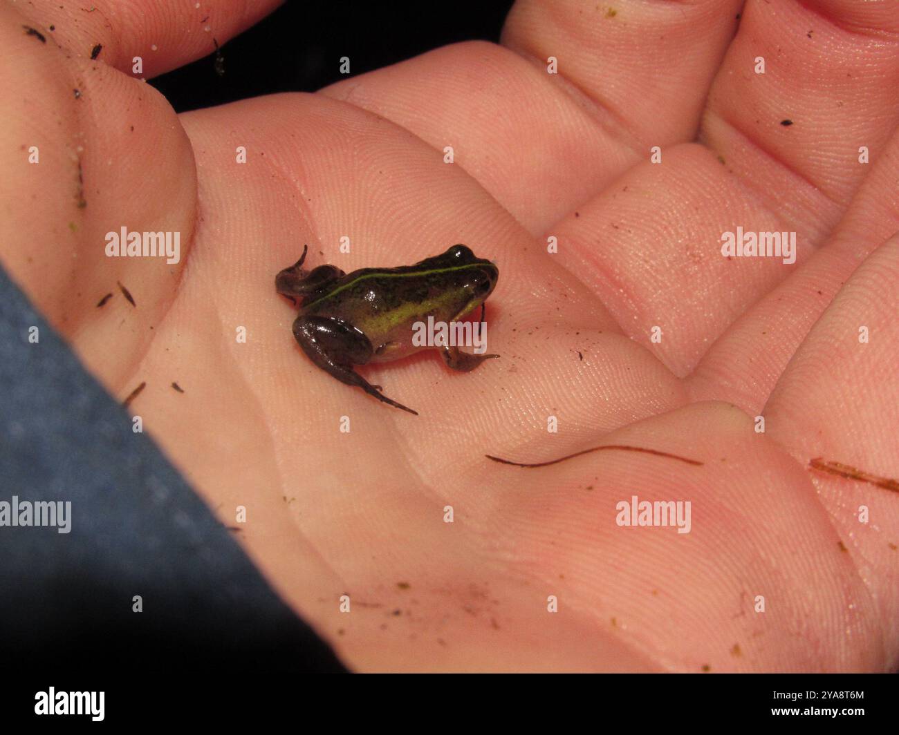 Micro Frog (Microbatrachella capensis) Amphibia Stock Photo - Alamy