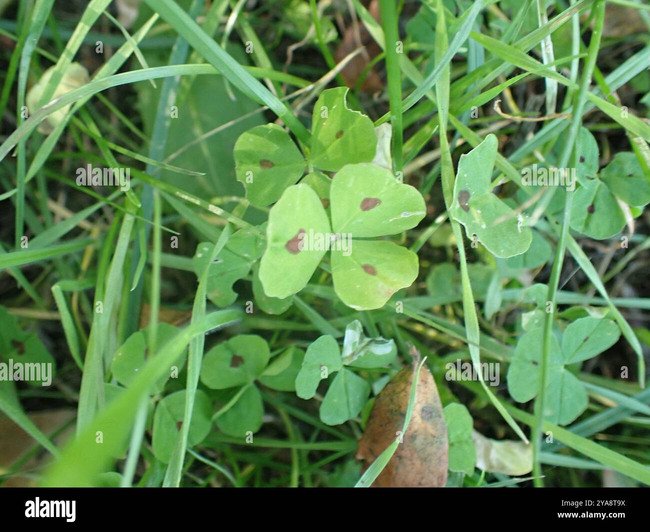 Spotted medick (Medicago arabica) Plantae Stock Photo - Alamy
