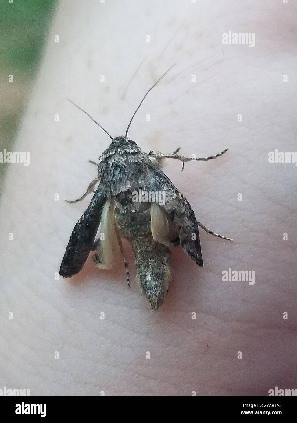 Cutworms and Dart Moths (Noctuinae) Insecta Stock Photo - Alamy
