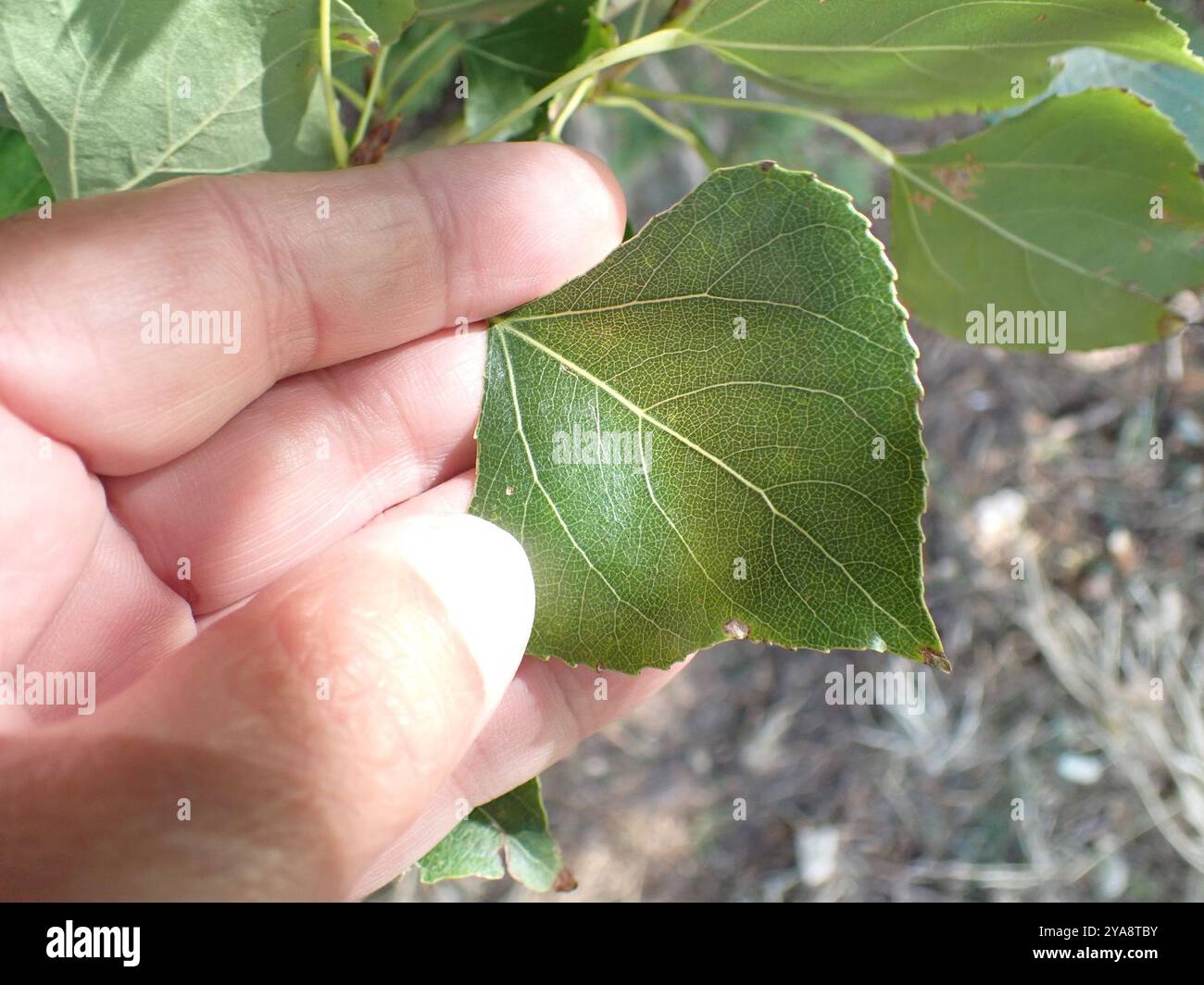 Hybrid Black-poplar (Populus × canadensis) Plantae Stock Photo - Alamy