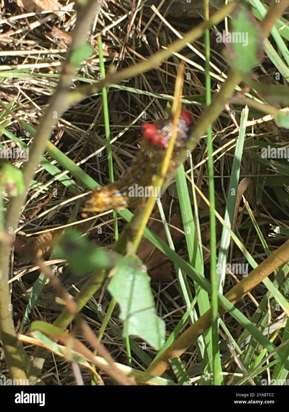 Red-humped Caterpillar Moth (Oedemasia concinna) Insecta Stock Photo ...