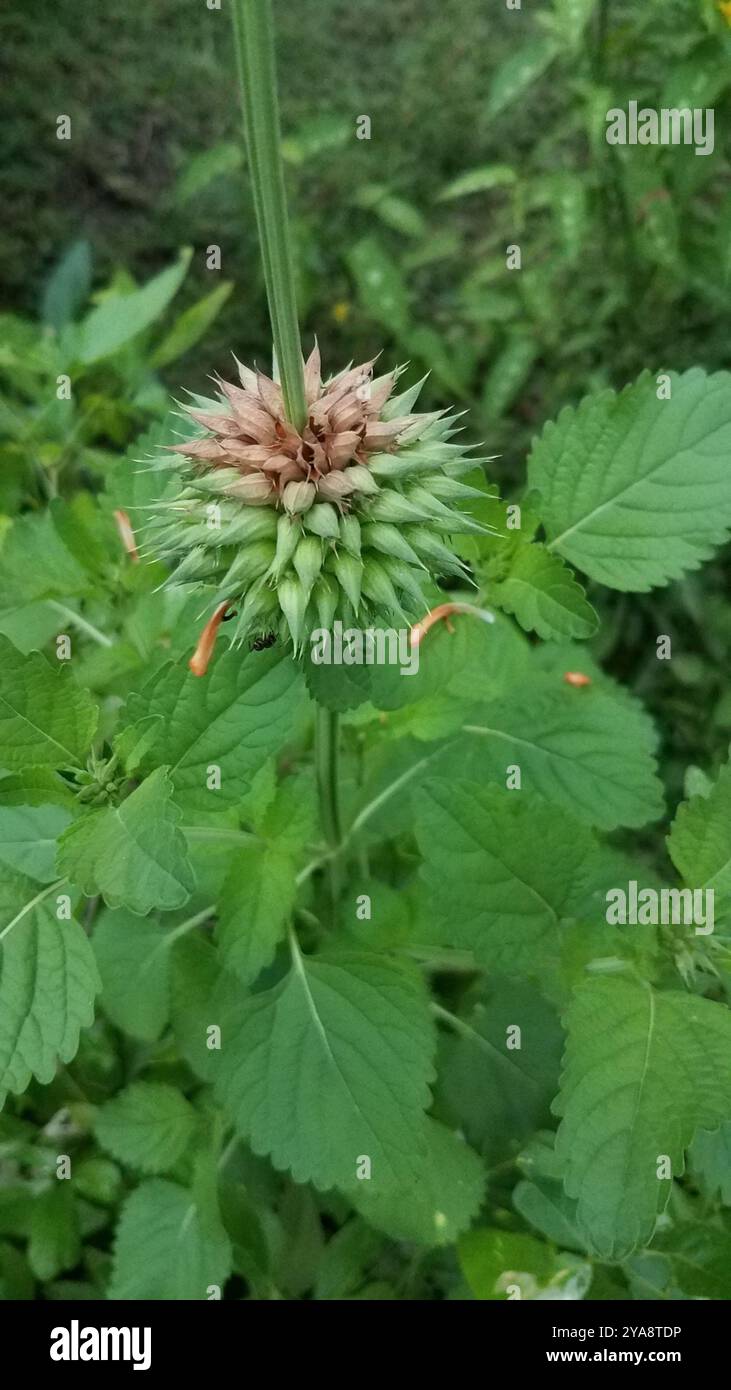 lion's ear (Leonotis nepetifolia) Plantae Stock Photo - Alamy