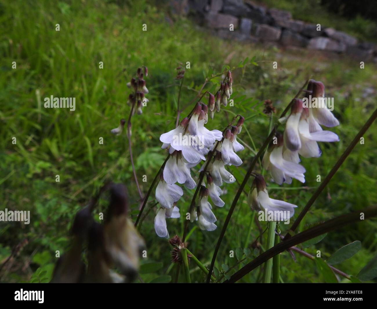 Wood Vetch (Vicia sylvatica) Plantae Stock Photo - Alamy