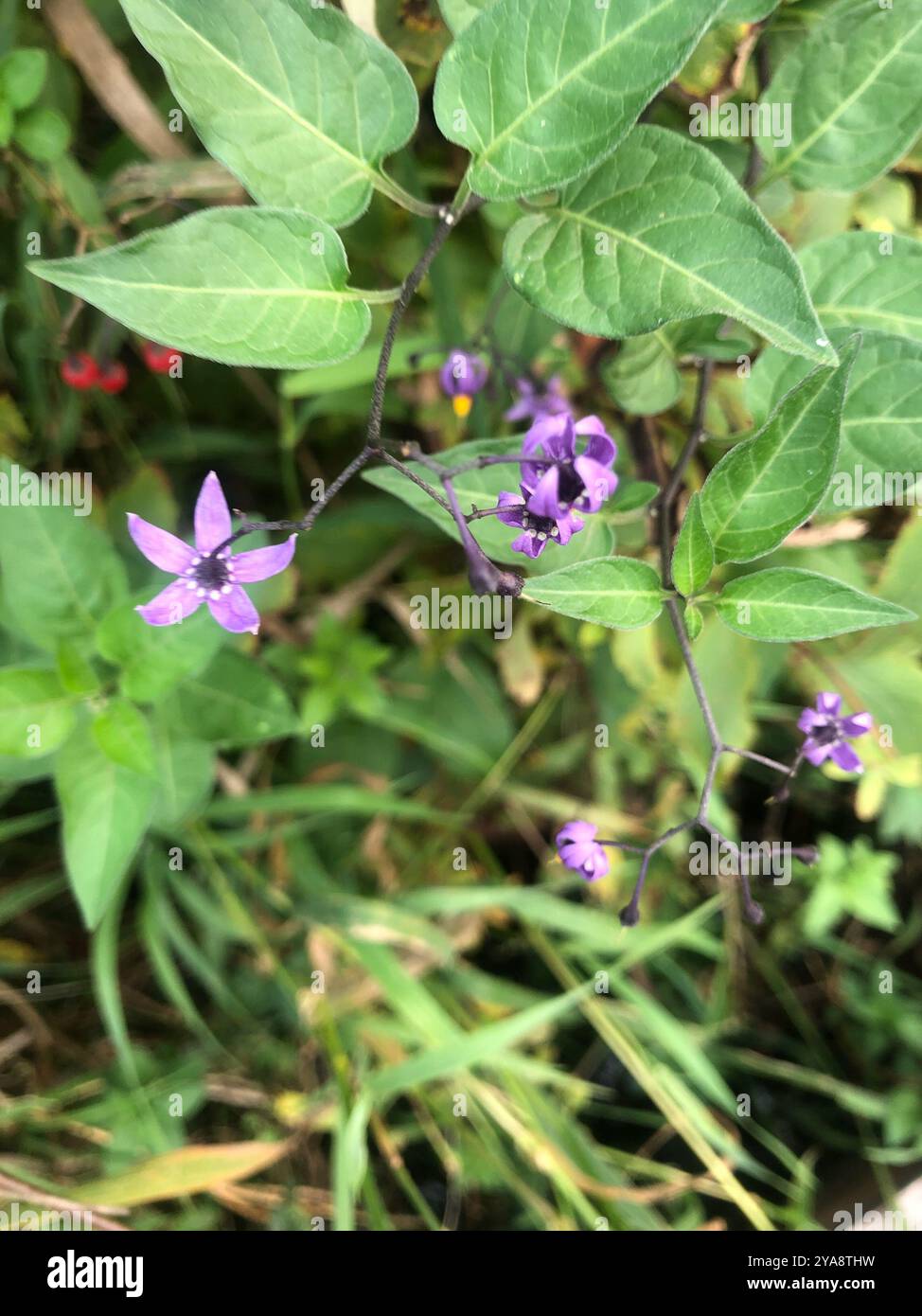 bittersweet nightshade (Solanum dulcamara) Plantae Stock Photo - Alamy