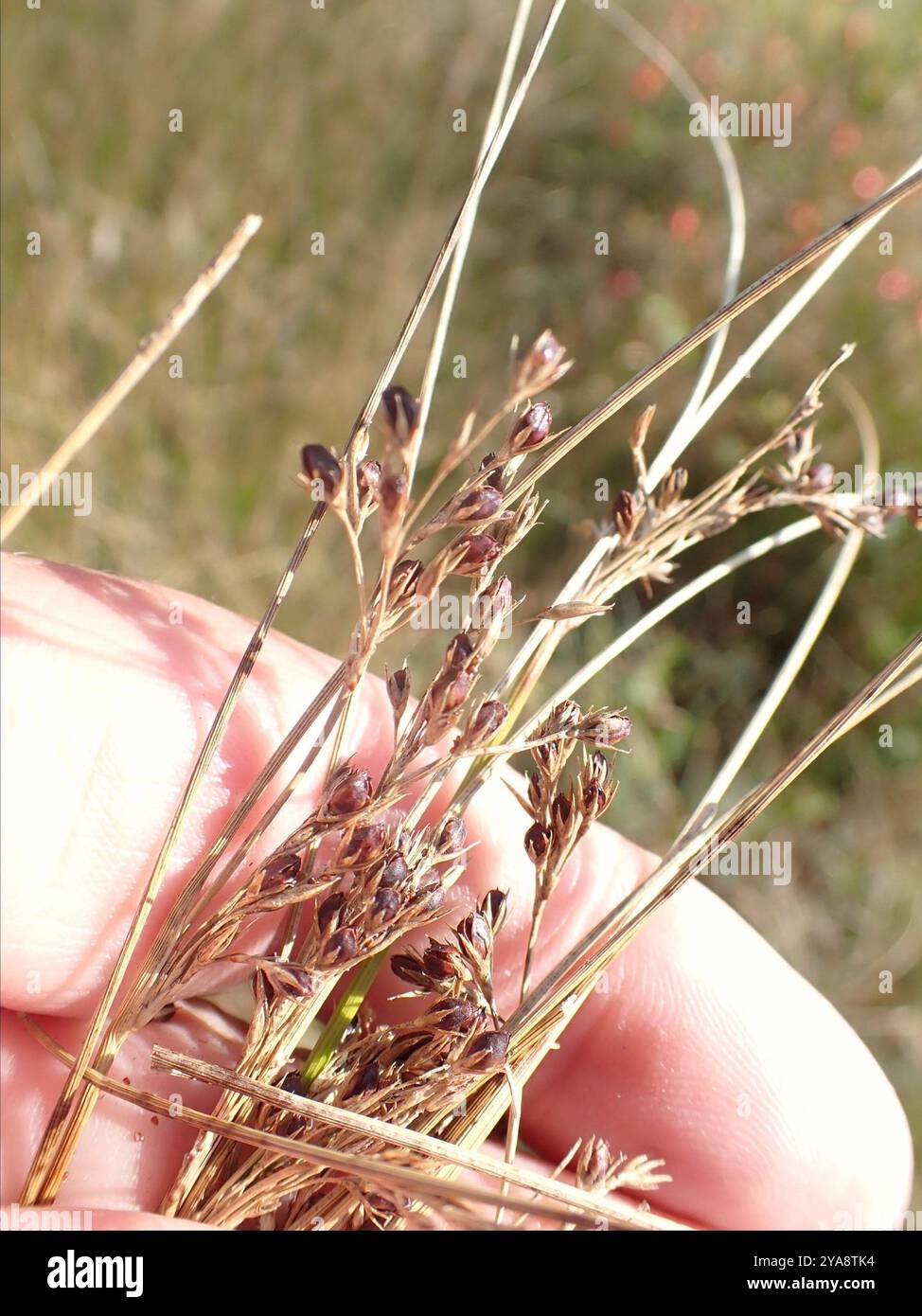 Hard Rush (Juncus inflexus) Plantae Stock Photo - Alamy