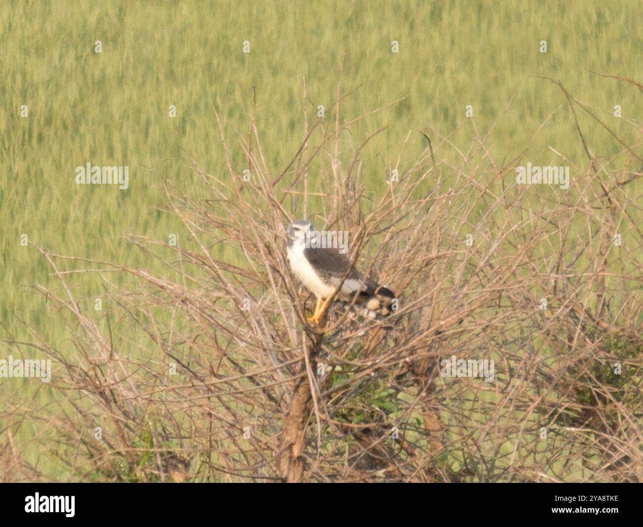 Long-winged Harrier (Circus buffoni) Aves Stock Photo - Alamy