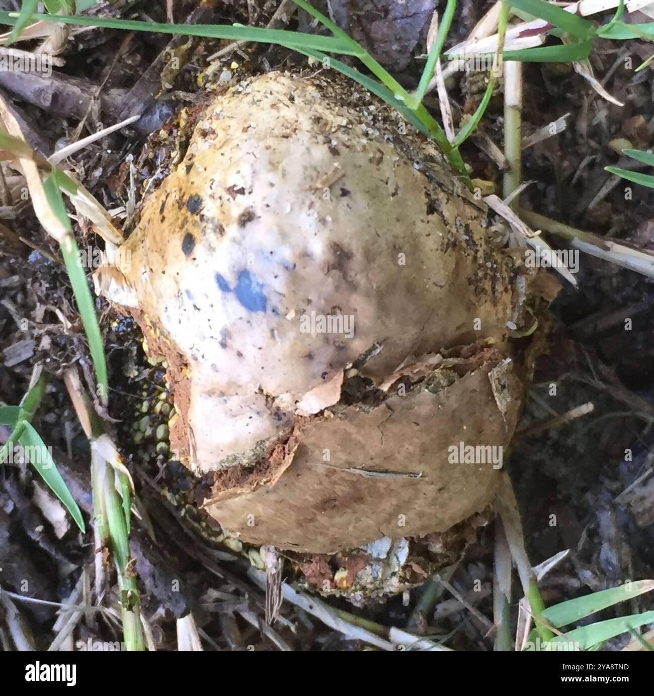 Dyeball (Pisolithus arhizus) Fungi Stock Photo - Alamy