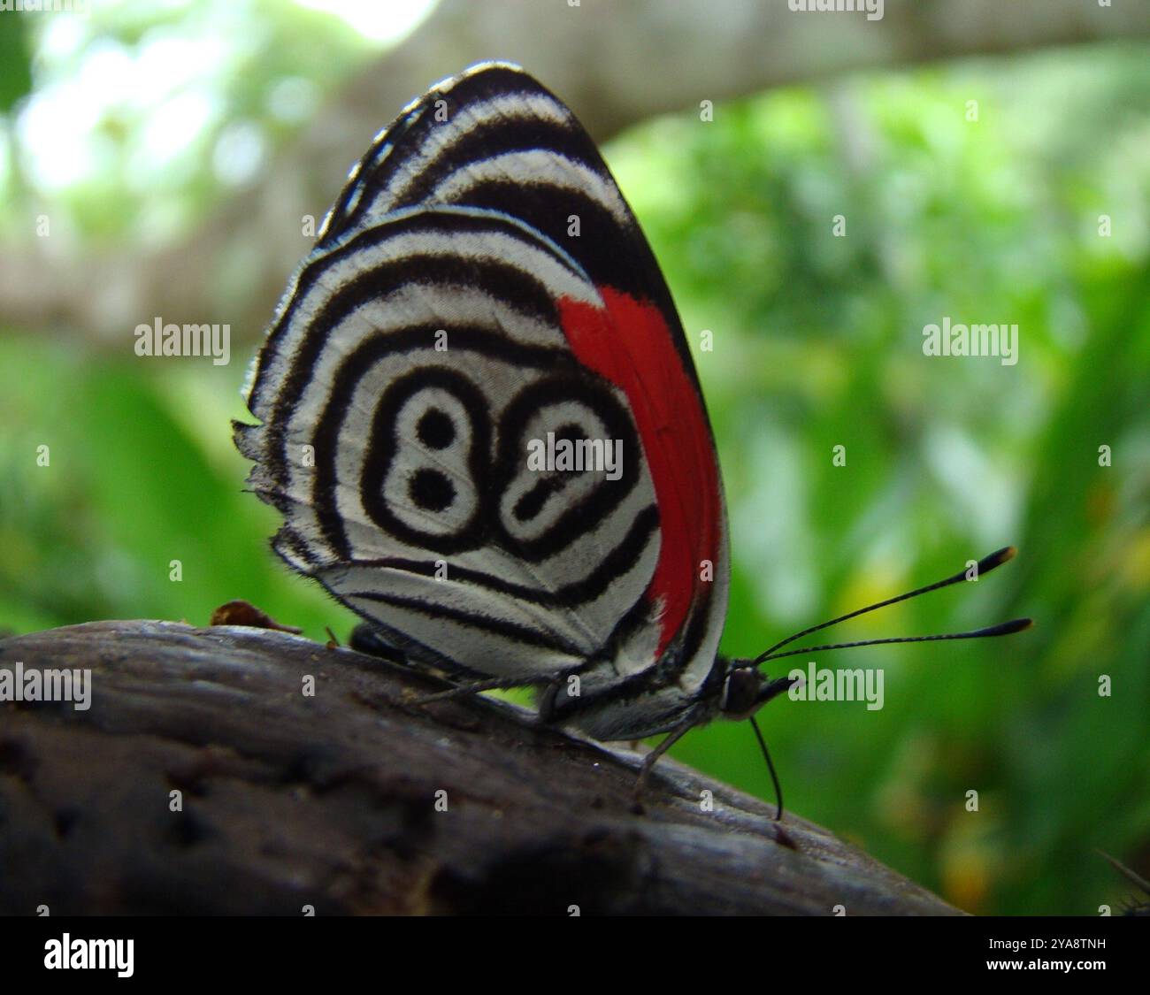 Widespread Eighty-eight (Diaethria clymena) Insecta Stock Photo - Alamy
