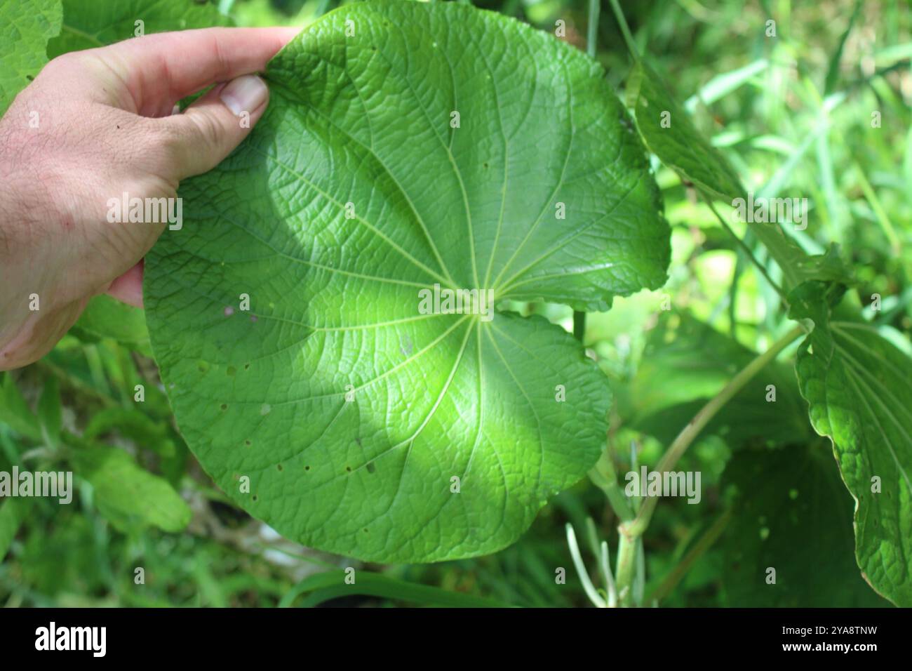 pariparoba (Piper umbellatum) Plantae Stock Photo - Alamy