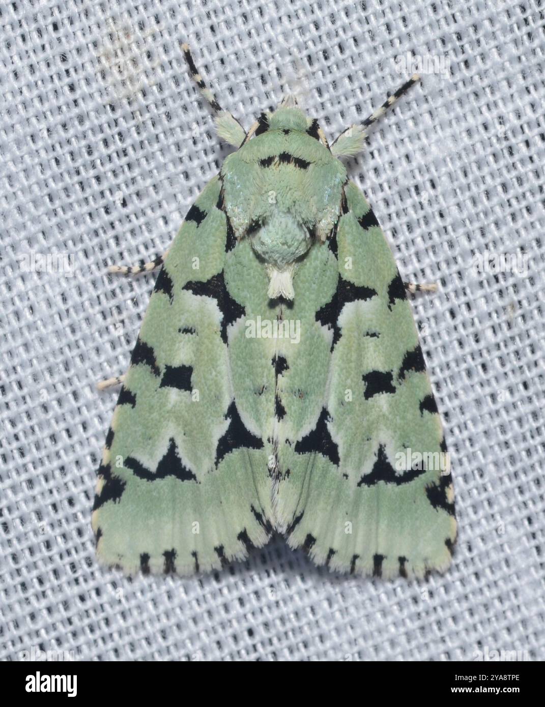 Green Marvel (Acronicta fallax) Insecta Stock Photo - Alamy