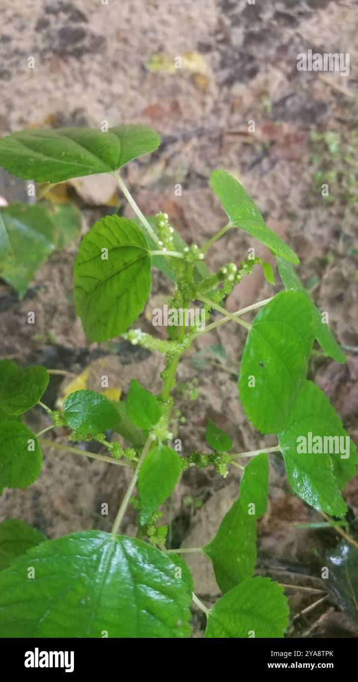 false nettle (Boehmeria cylindrica) Plantae Stock Photo - Alamy