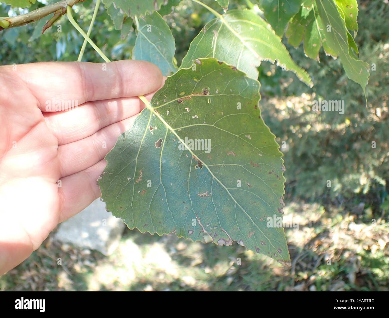 Hybrid Black-poplar (Populus × canadensis) Plantae Stock Photo - Alamy