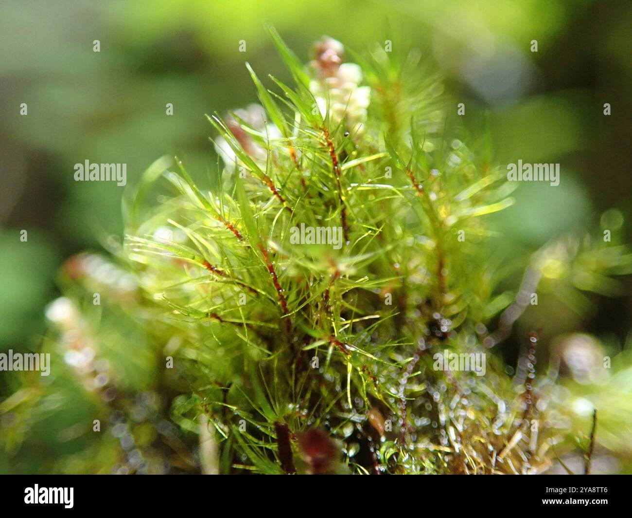Sharp-leaved Blindia (Blindia acuta) Plantae Stock Photo - Alamy