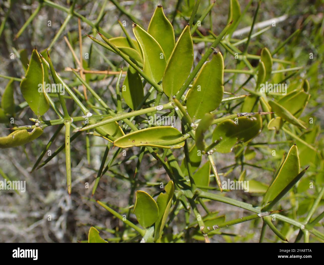 Needle Bush (Azima tetracantha) Plantae Stock Photo - Alamy