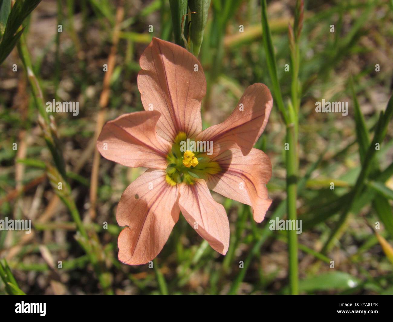 Cape Tulips (Moraea) Plantae Stock Photo - Alamy