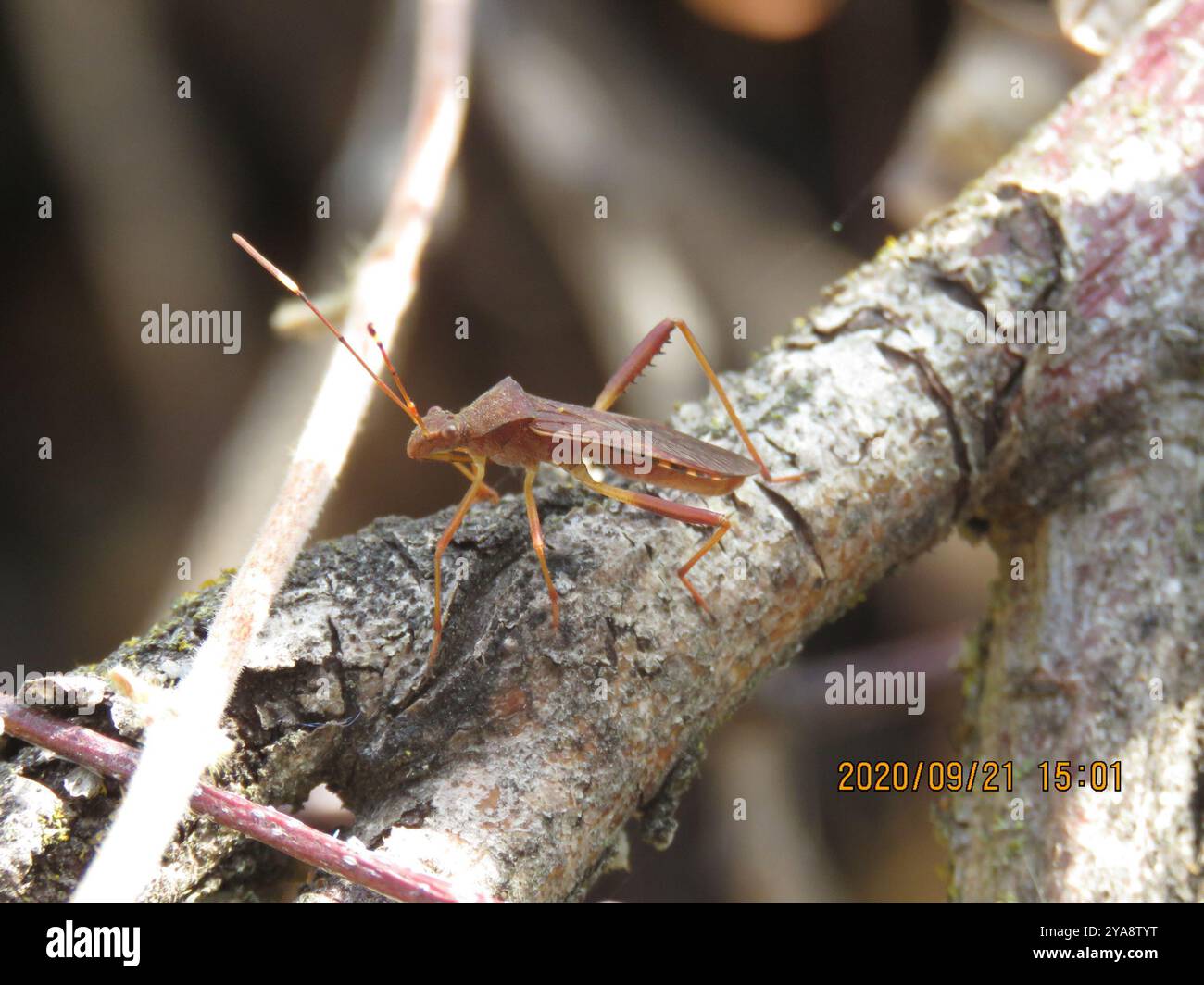 Lupine Bug (Megalotomus quinquespinosus) Insecta Stock Photo - Alamy