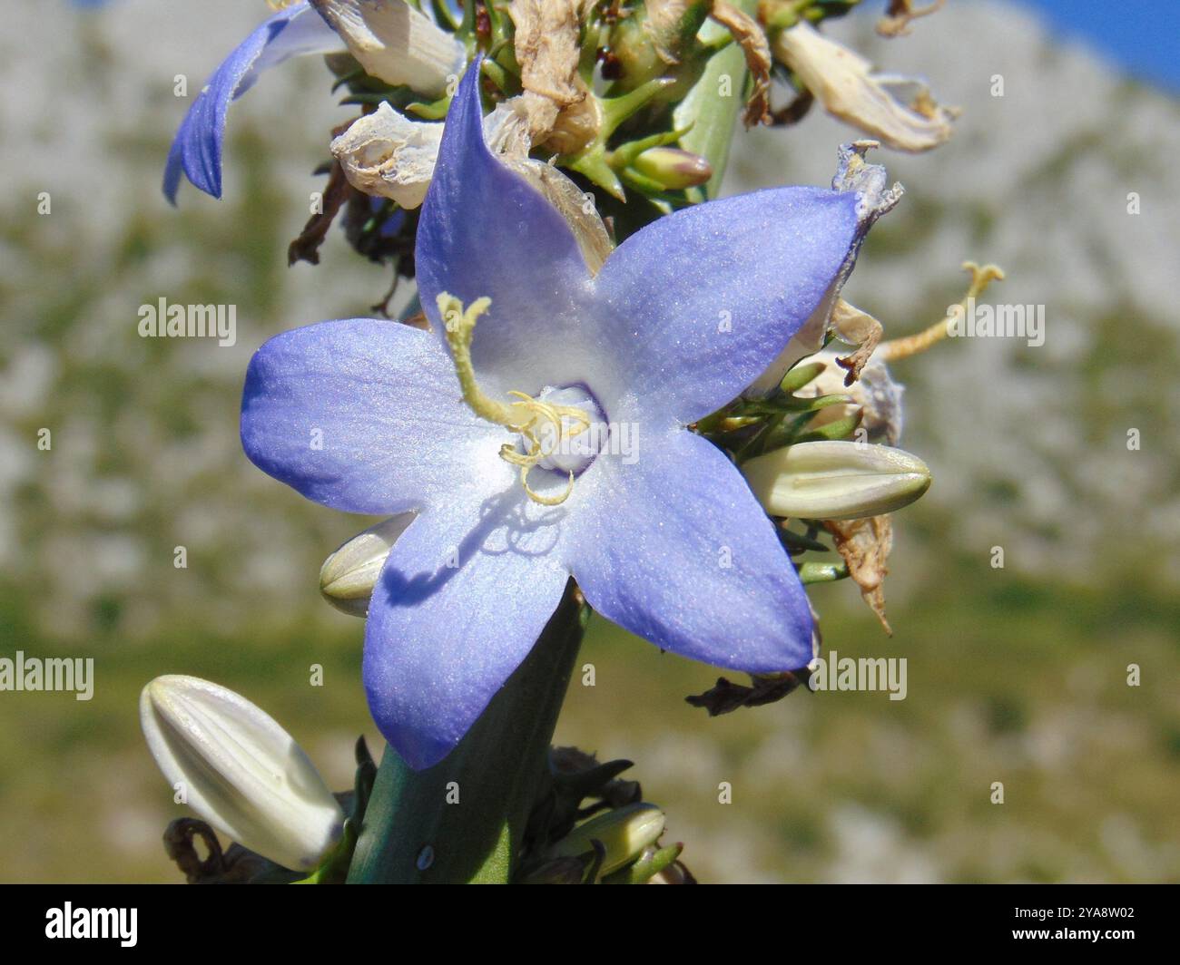 Campanula pyramidalis hi-res stock photography and images - Alamy