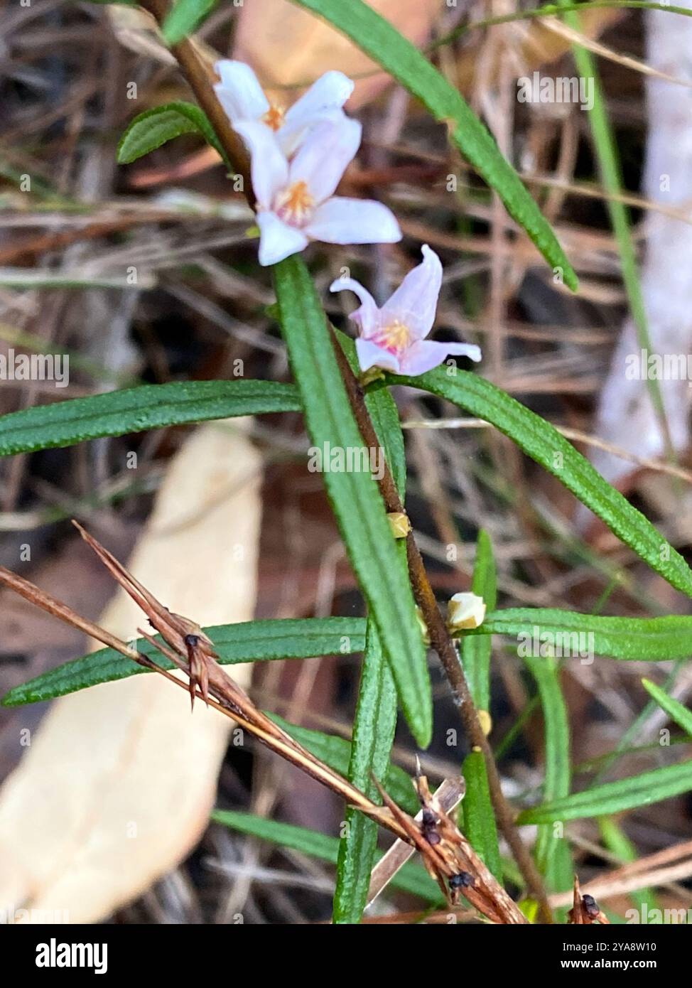 Pink Boronia (Boronia rosmarinifolia) Plantae Stock Photo - Alamy