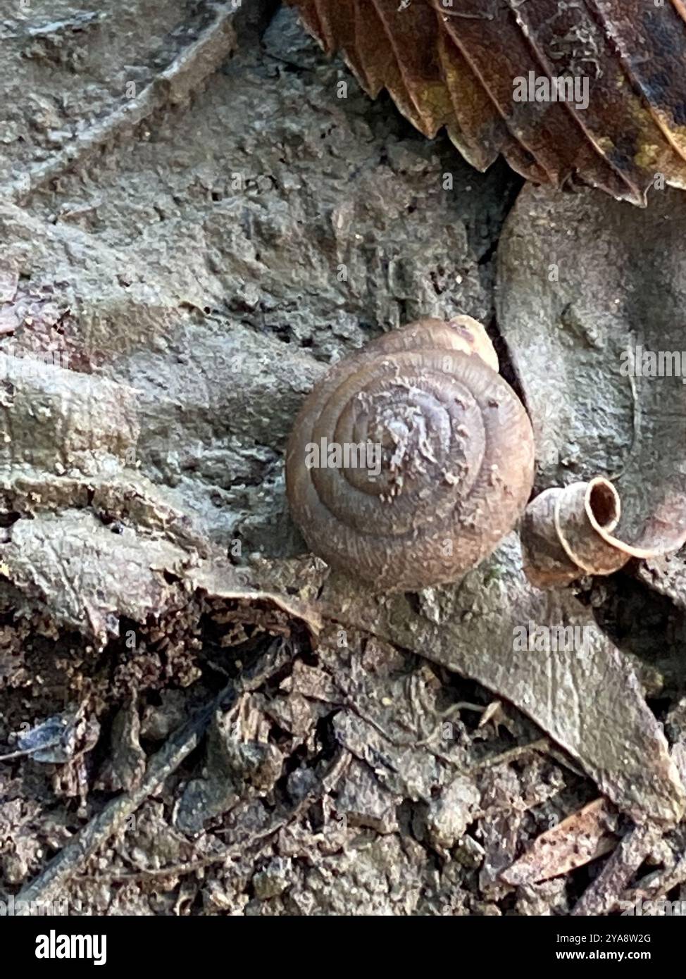 Dome Snails (Ventridens) Mollusca Stock Photo - Alamy