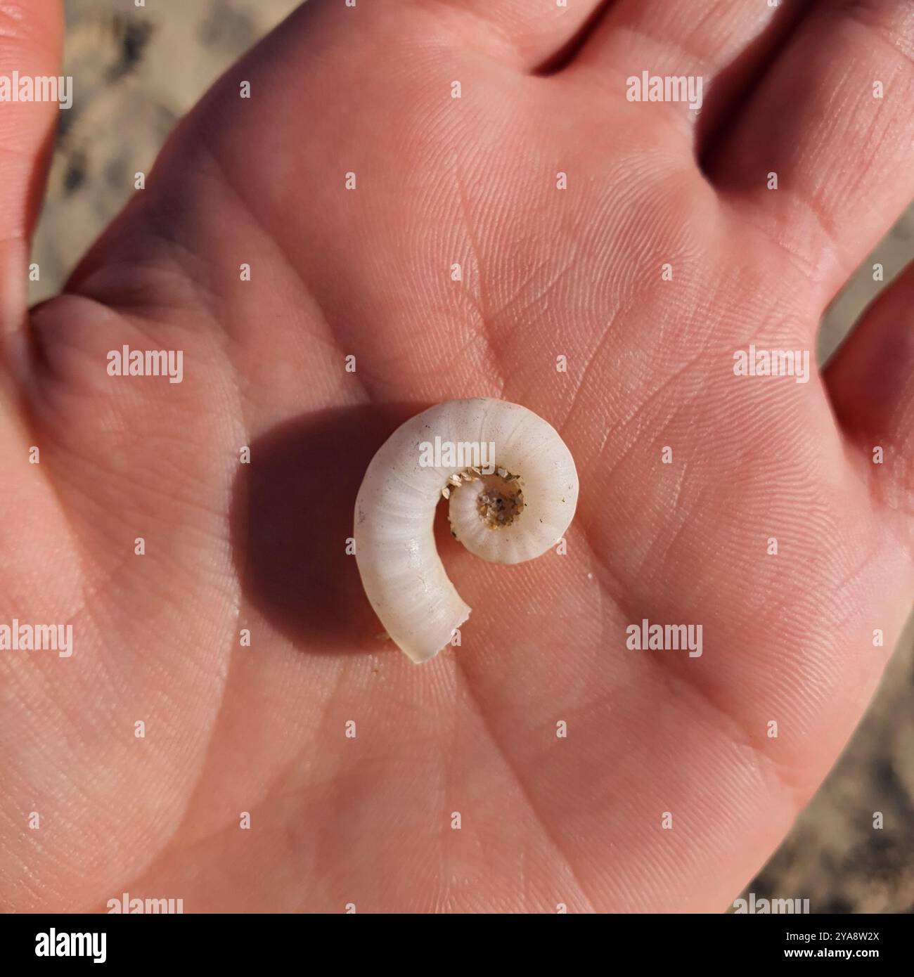 Ram’s horn squid hi-res stock photography and images - Alamy