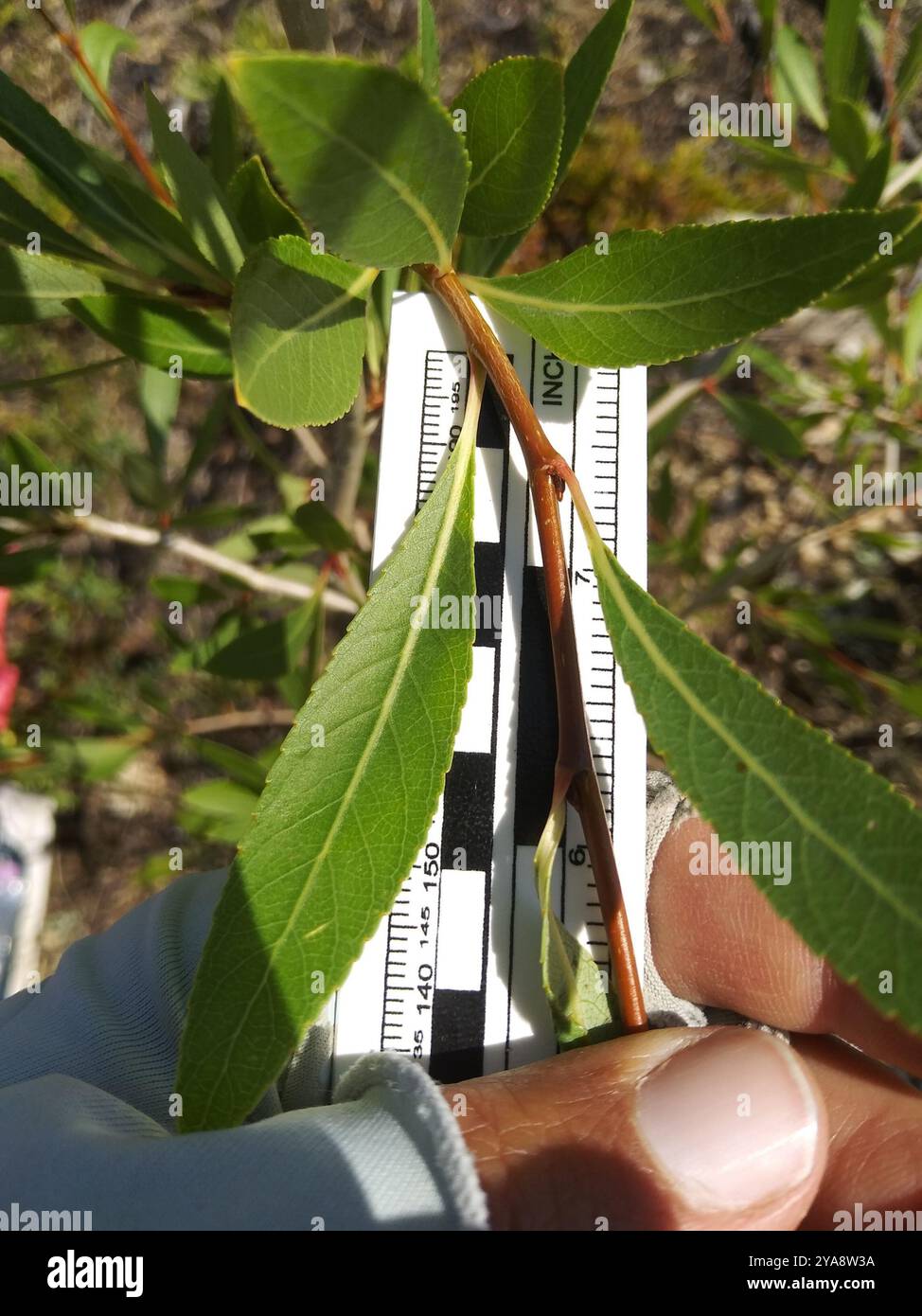 Narrowleaf Cottonwood (Populus angustifolia) Plantae Stock Photo - Alamy