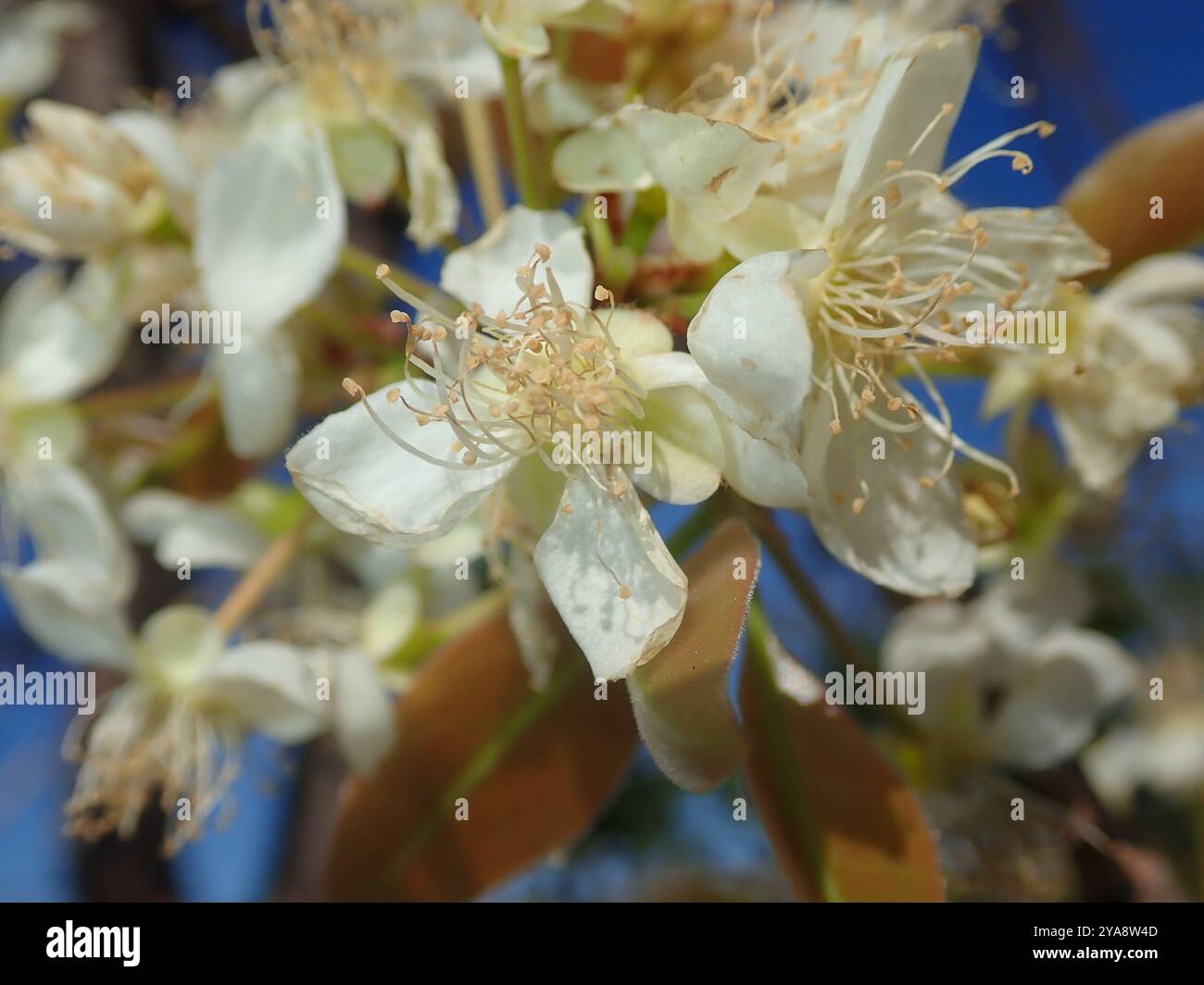 Cagaita (Eugenia dysenterica) Plantae Stock Photo - Alamy