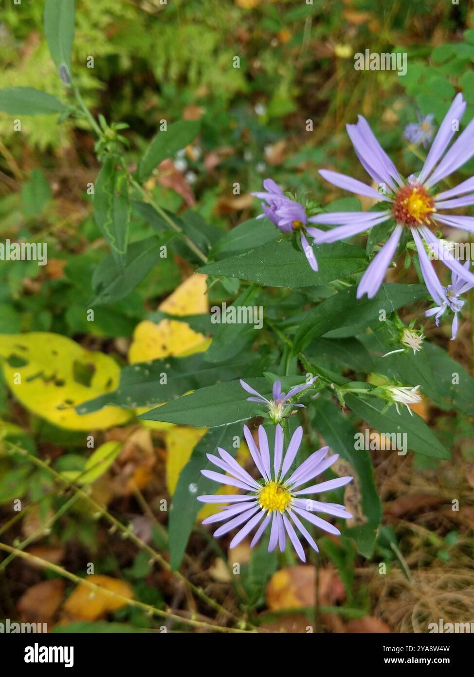 swamp aster (Symphyotrichum puniceum) Plantae Stock Photo - Alamy