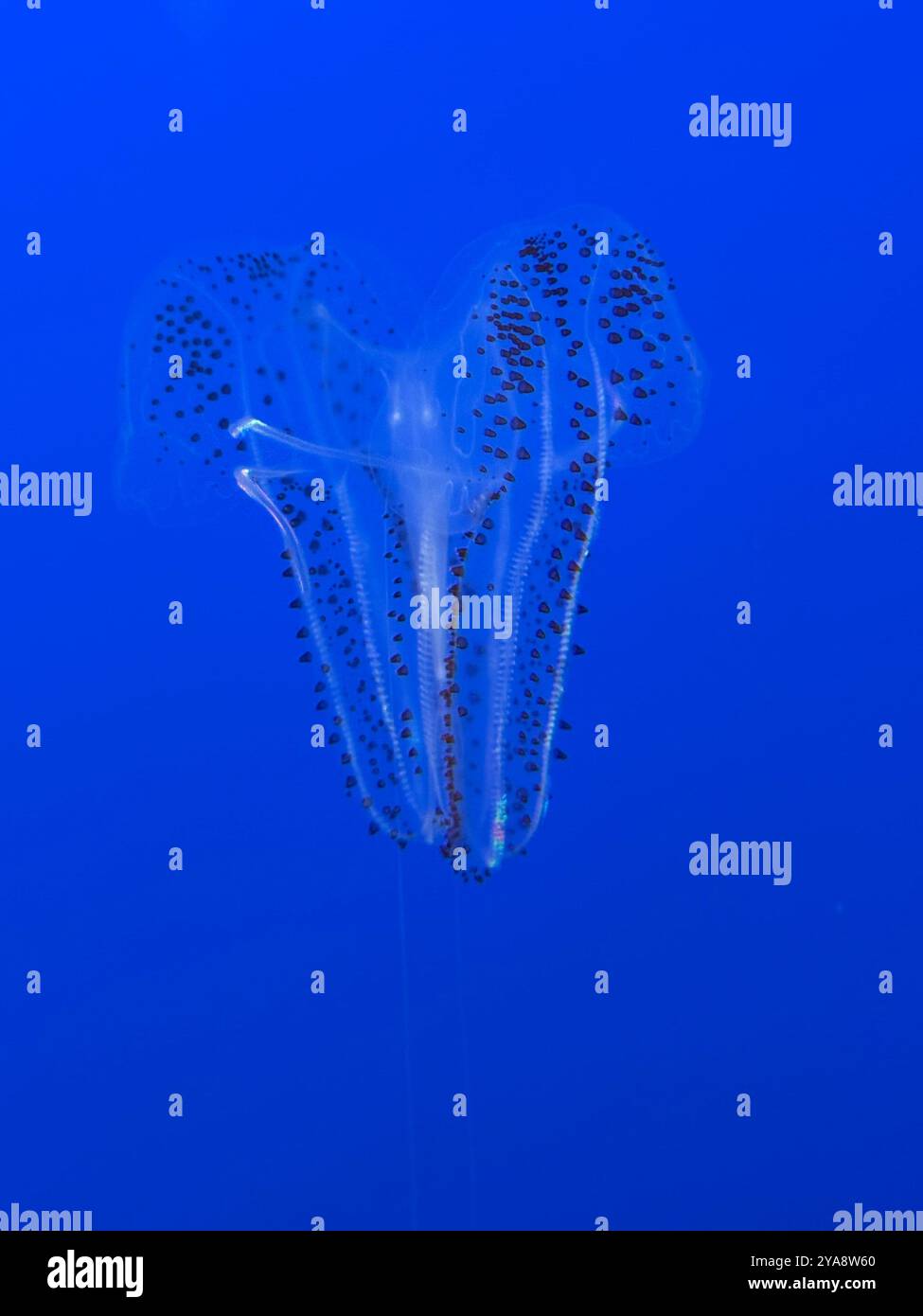 Fish kelp monterey california hi-res stock photography and images - Alamy