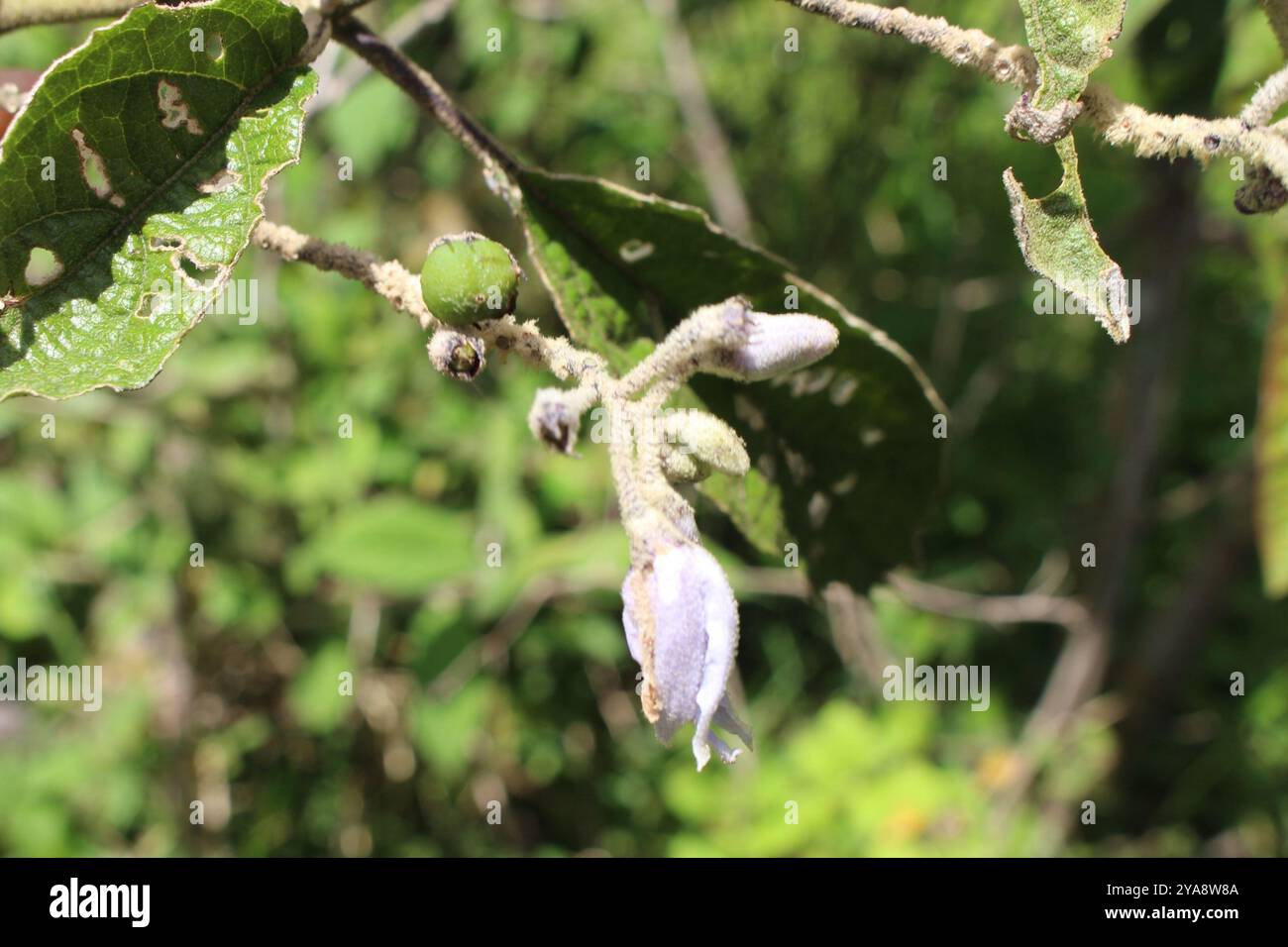 lanceleaf nightshade (Solanum lanceolatum) Plantae Stock Photo - Alamy
