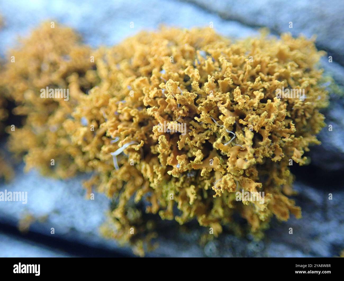 Polycauliona hi-res stock photography and images - Alamy